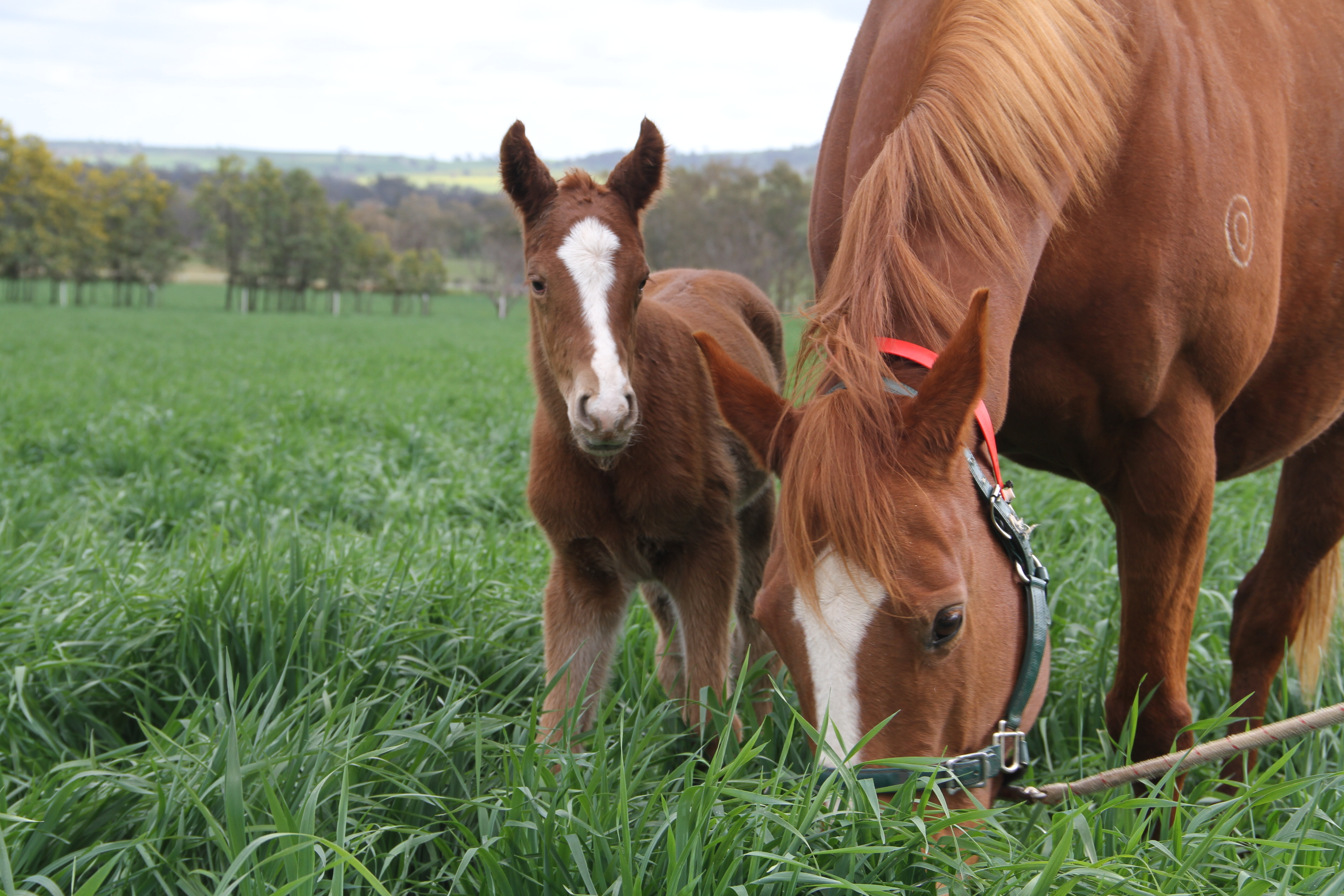 It's a girl ... Prized Icon's first born is a beauty | Kooringal Stud