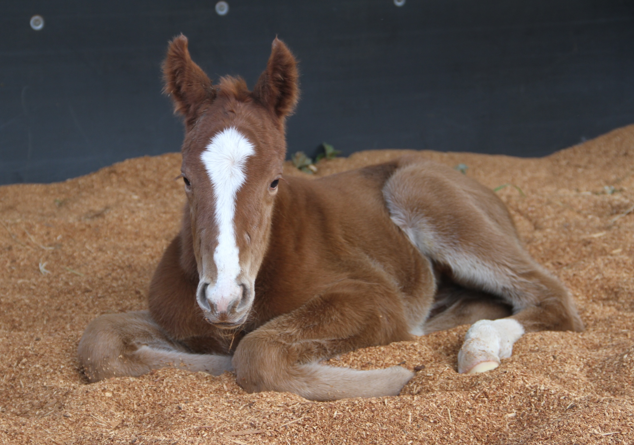 It's a girl ... Prized Icon's first born is a beauty | Kooringal Stud