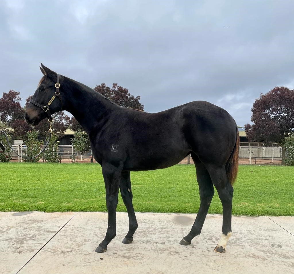 Prized Icon's progeny quick to make impact | Kooringal Stud